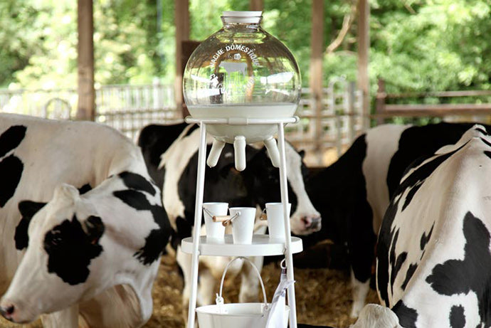 Where Do You Buy Your Milk From? - SATORI & SCOUT