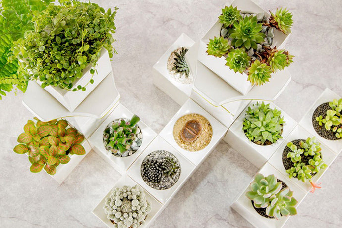 LeGrow Modular Plant Greenery - SATORI & SCOUT